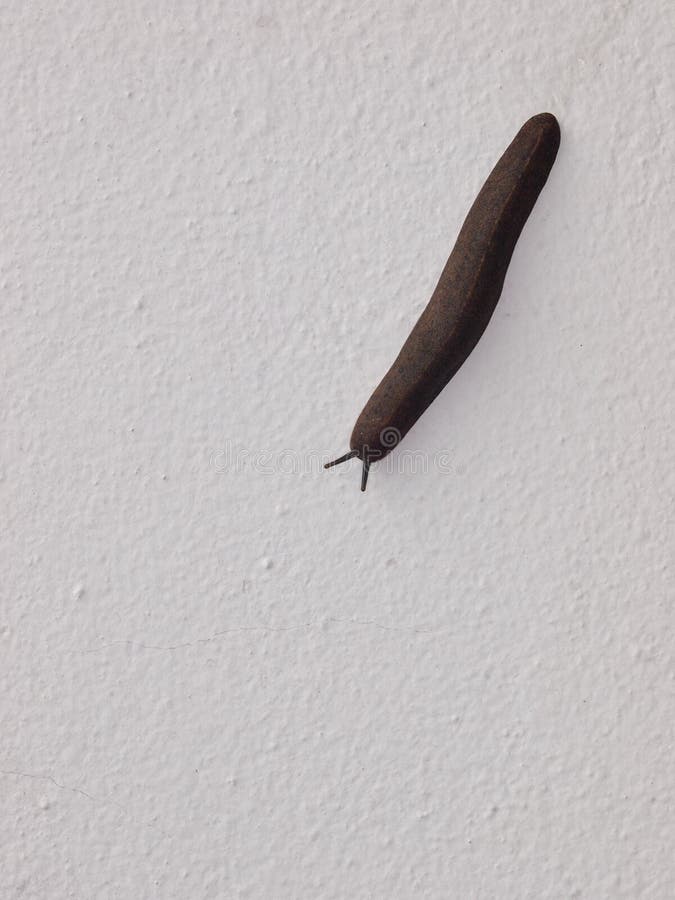 Ark Brown Grey Small Tropical Slug, Leech, Snail without Shell Stock ...