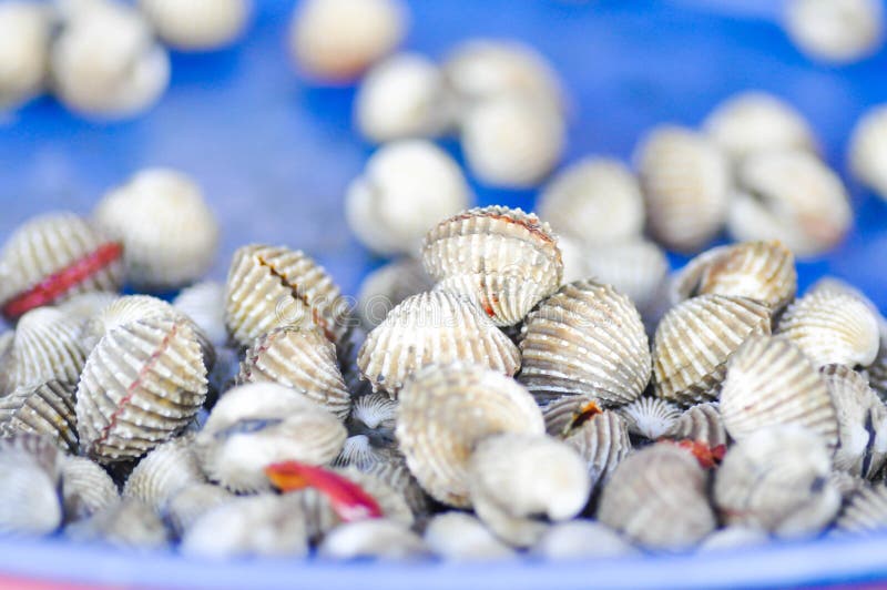 Steamed ark shell dish stock image. Image of seafood - 71439285