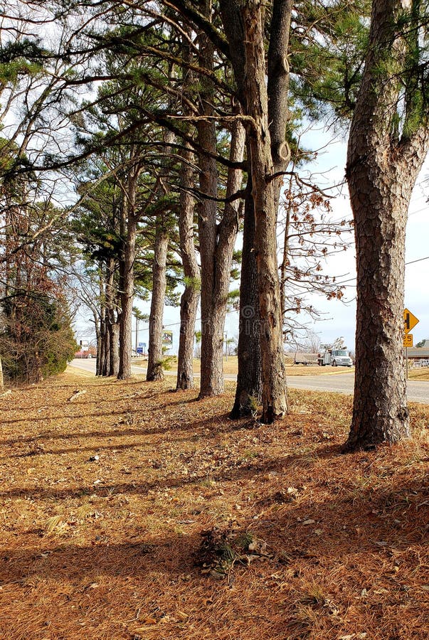 Arkansas Stroll Eureka Spring Stock Photo - Image of branch, park ...