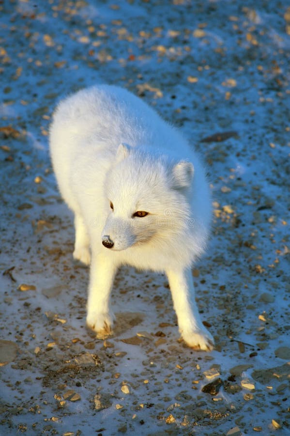 Arktischer Fuchs im Schnee stockfoto. Bild von nave, tundra - 36140476