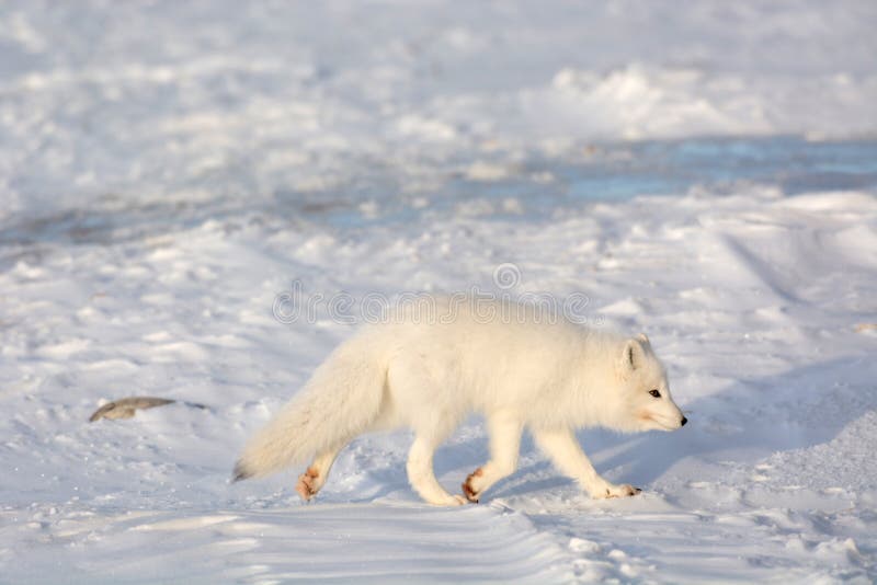 Arktischer Fuchs im Schnee stockbild. Bild von nave, tundra - 36140521