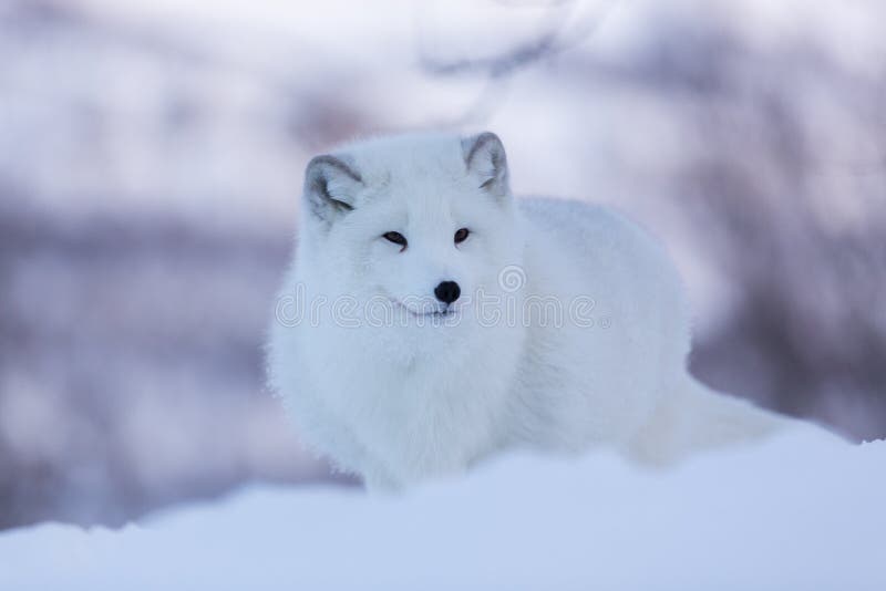 Arktischer Fuchs Im Schnee in Norwegen Stockbild - Bild von kalt ...