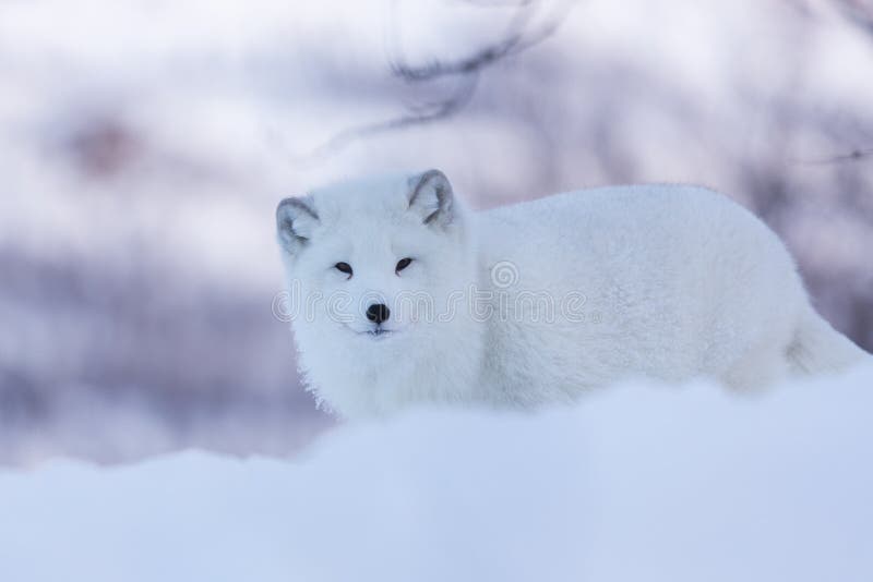 Arktischer Fuchs im Schnee stockbild. Bild von nave, tundra - 36140521