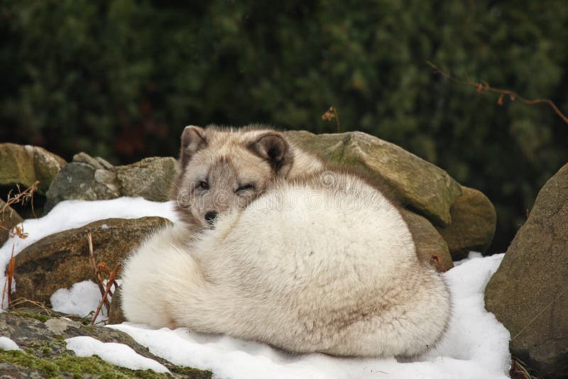 Arktischer Fuchs im Schnee stockbild. Bild von park, nave - 8292449