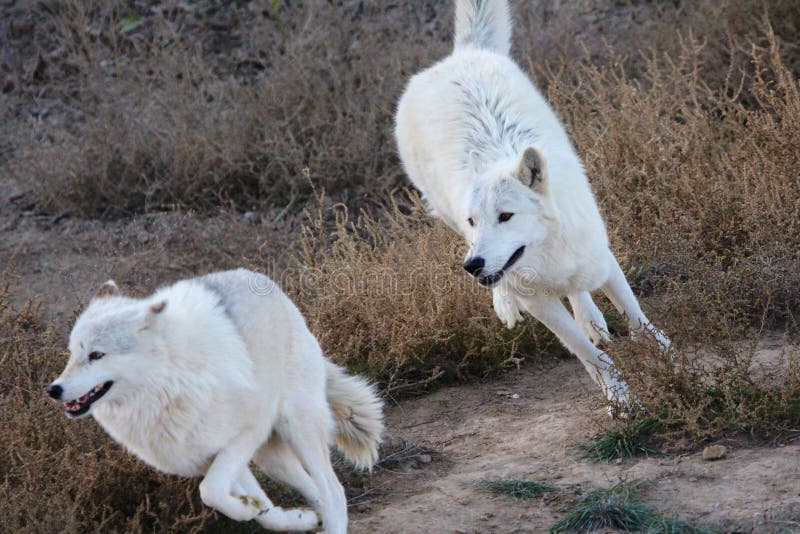 Wolf, der Hasen jagt stockbild. Bild von verfolgung, laufen - 4387813