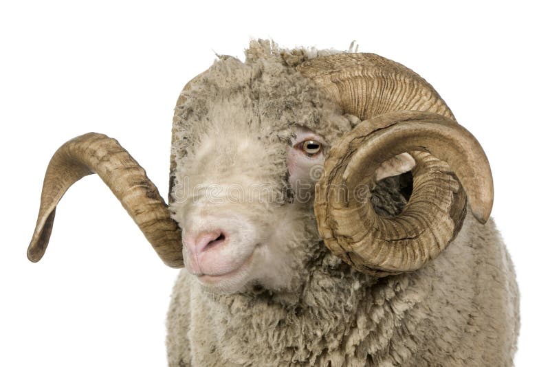 Arles Merino Sheep, Ram, 5 Years Old Stock Photo - Image of full ...