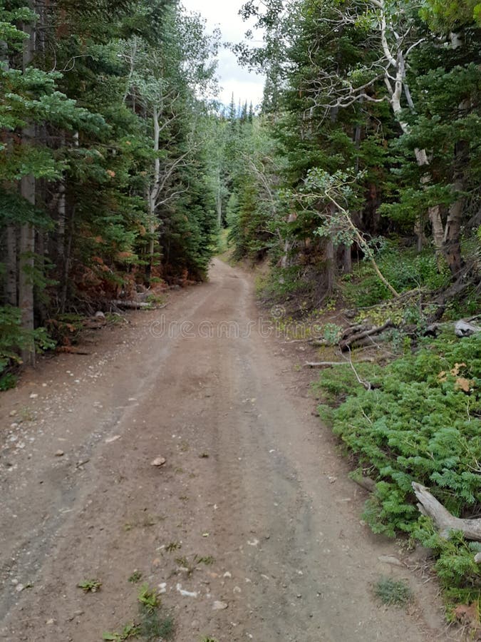 Arlington Wyoming Logging Trail Stock Image - Image of trail, woodland ...