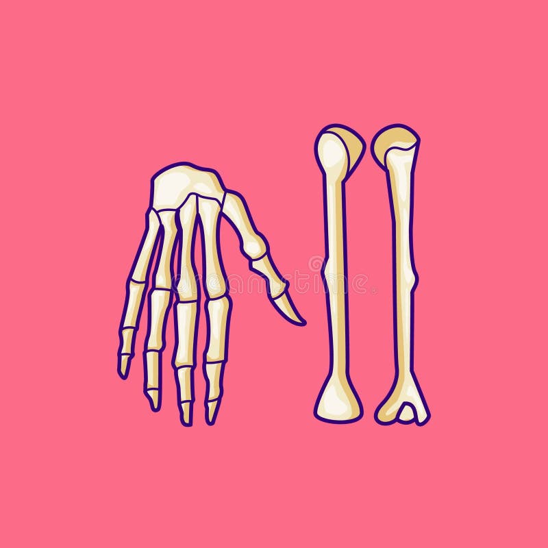 Arm Bone and Hand Bone Vector Illustration, Arm and Hand Bone Isolated ...