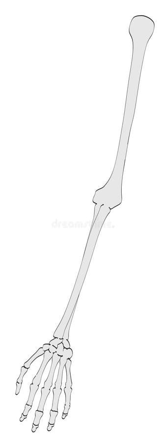 Arm bones stock illustration. Illustration of bones, cartoon - 70186192