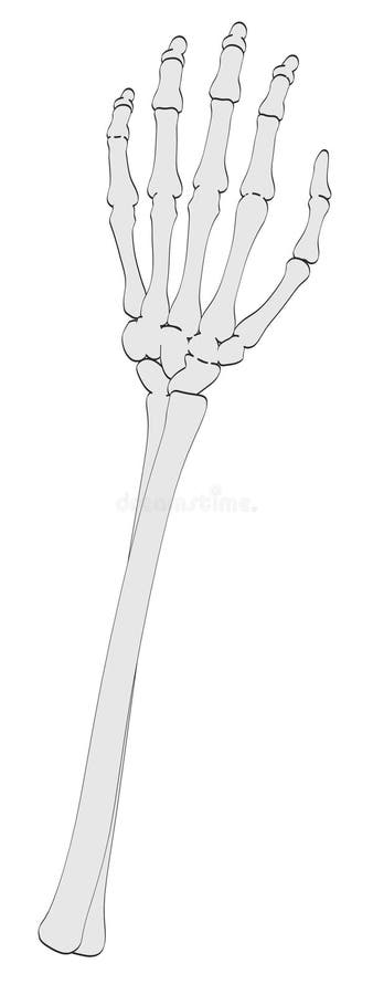 Arm bones stock illustration. Illustration of anatomy - 70236020
