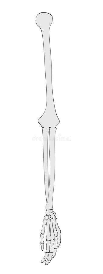 Arm bones stock illustration. Illustration of medicine - 10633424