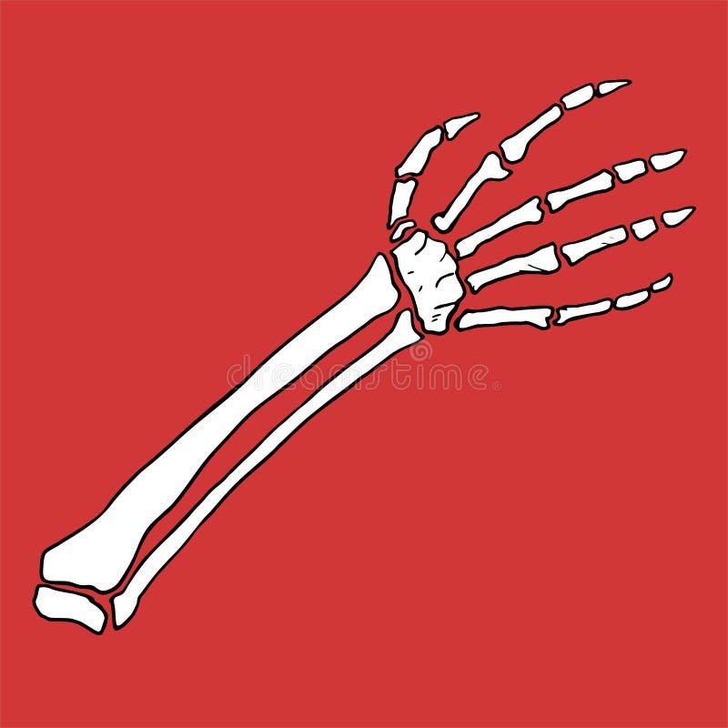 Arm bones illustration stock vector. Illustration of anatomical - 71463868