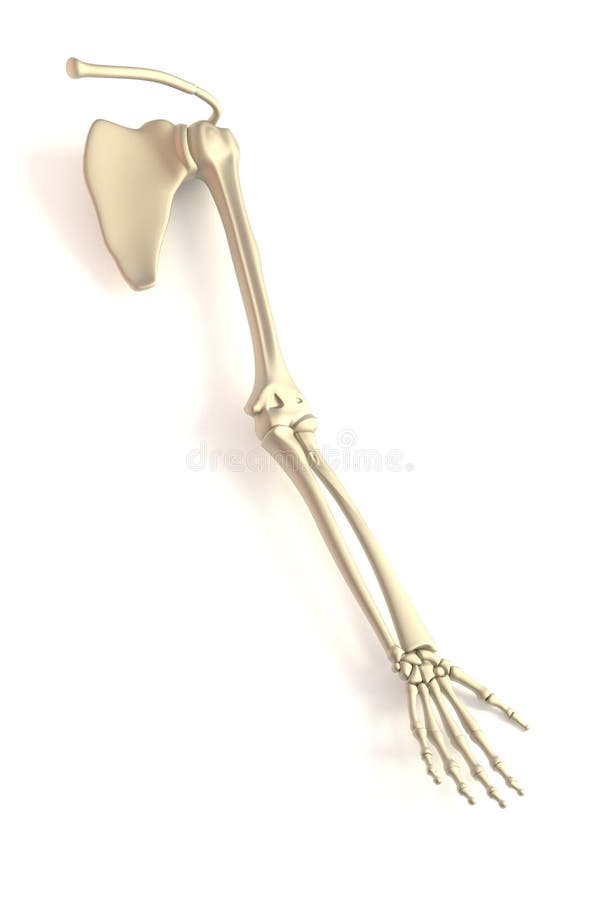 Hand bones stock illustration. Illustration of system - 10634708