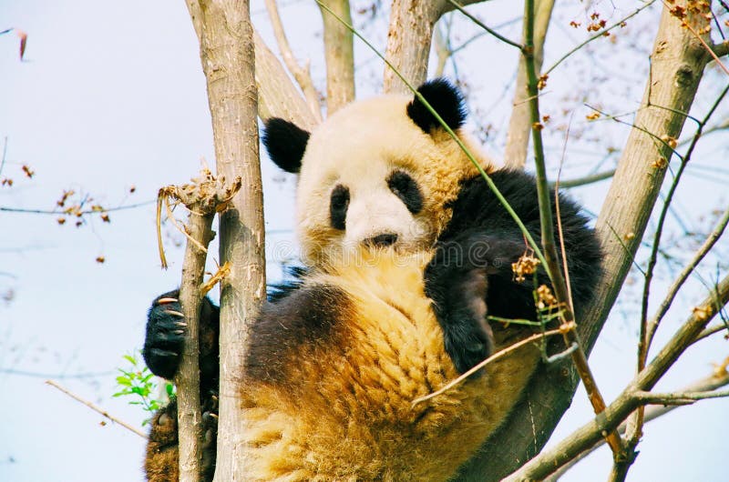 Arm-chair for panda stock photo. Image of animal, panda - 88277920