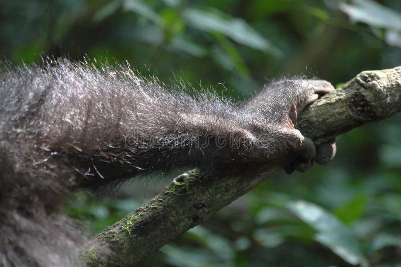 Arm of a chimpanzee stock photo. Image of troglodytes - 34169682