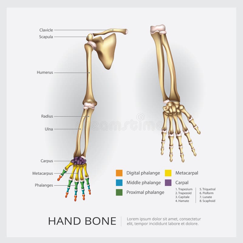 Arm and Hand Bone stock vector. Illustration of learn - 184767694