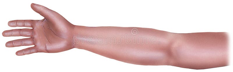 Arm and Hand - Outstretched Stock Photo - Image of elbow, anatomy: 82089372