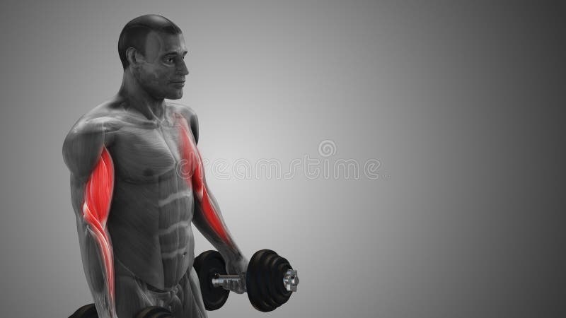 Arm Muscle Highlighted during Biceps Curl with Copyspace Stock ...