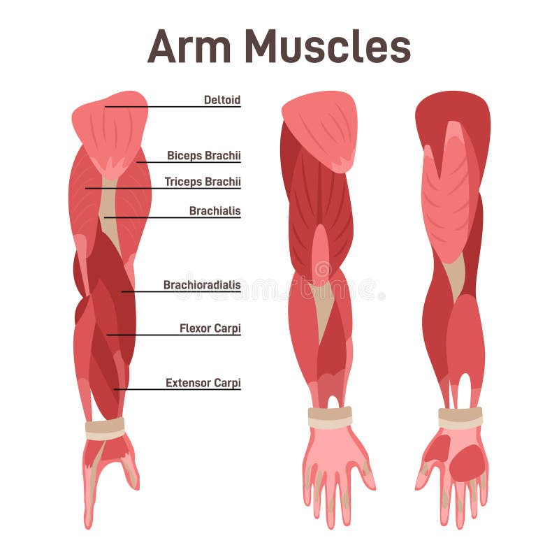 Arm Muscle Set Didactic Scheme Of Anatomy Of Human Muscular System Stock Vector Illustration