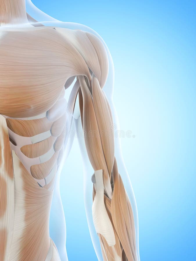 The arm muscles stock illustration. Illustration of shoulder - 39791318