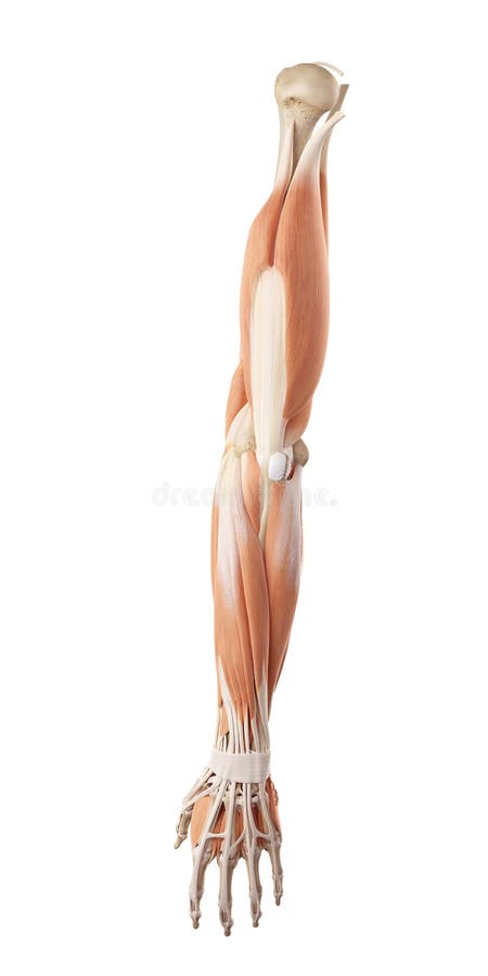 The hand muscles stock illustration. Illustration of anatomical - 56287083