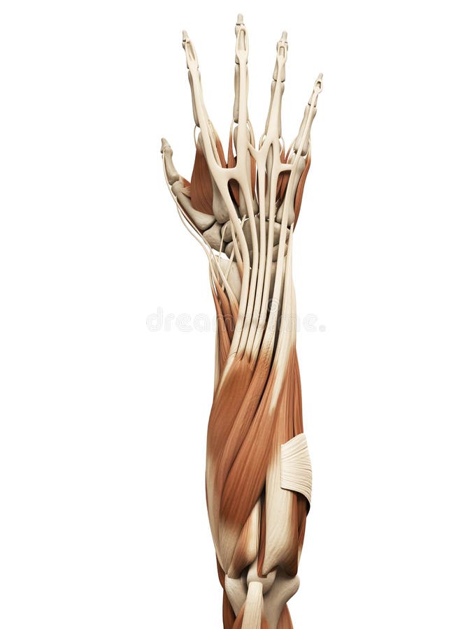 The hand muscles stock illustration. Illustration of biology - 56287074