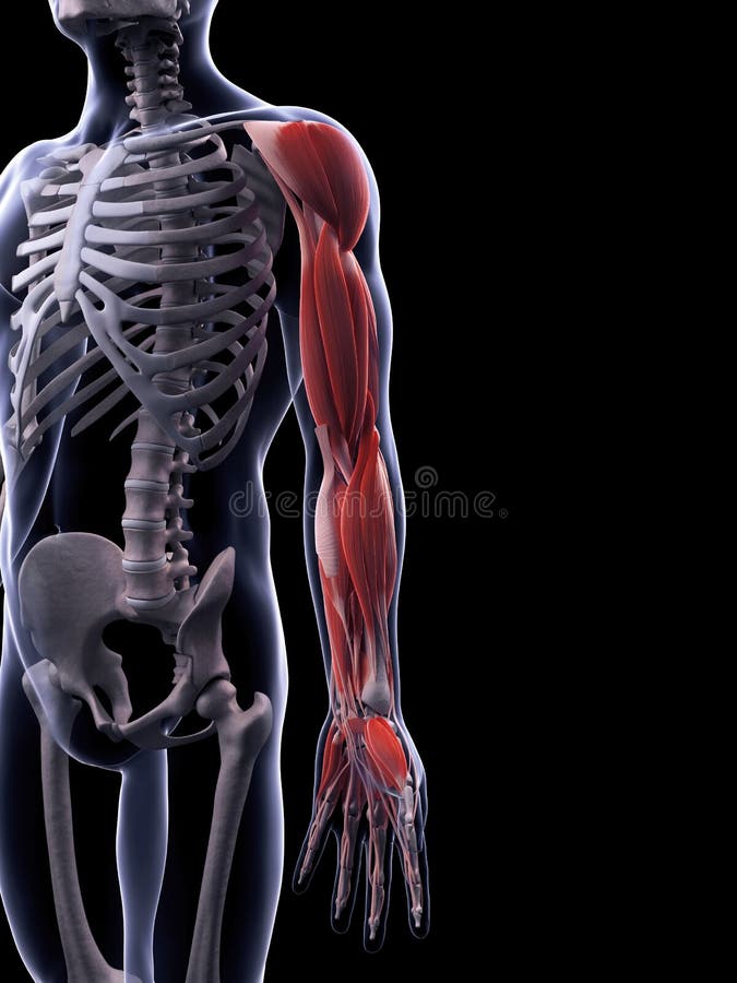 Arm musculature stock illustration. Illustration of biology - 34164413