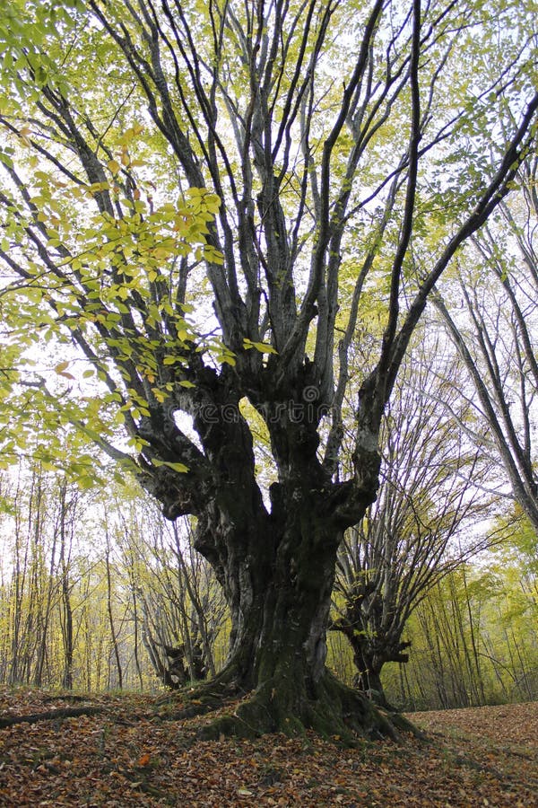 Great tree arms stock photo. Image of plant, produce - 241677538