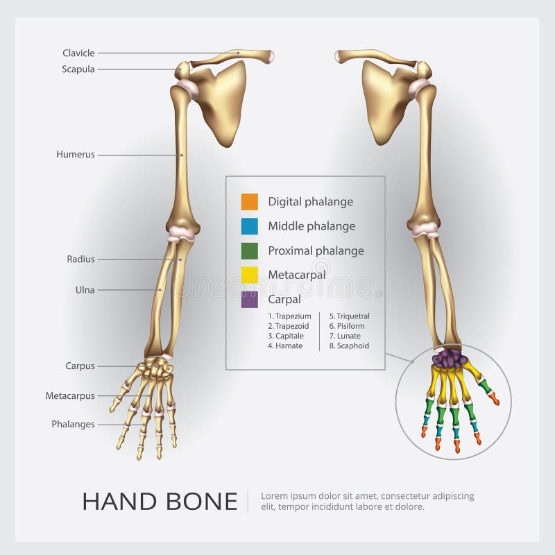 Handknochen-Anatomie Mit Detail Vektor Abbildung - Illustration von ...