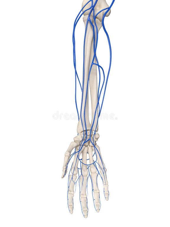 Arm Veins Stock Illustrations – 1,681 Arm Veins Stock Illustrations ...