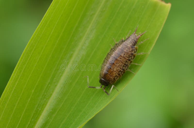 Invertebrate Arthropod Genus Armadillidium Stock Photos - Free ...