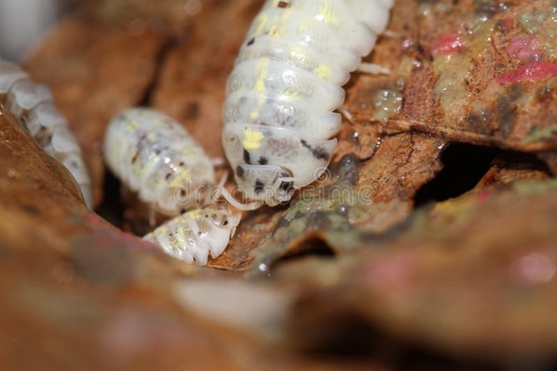 Isopods Woodlouse Pill Bugs Armadillidium Vulgare Magic Potion Stock ...