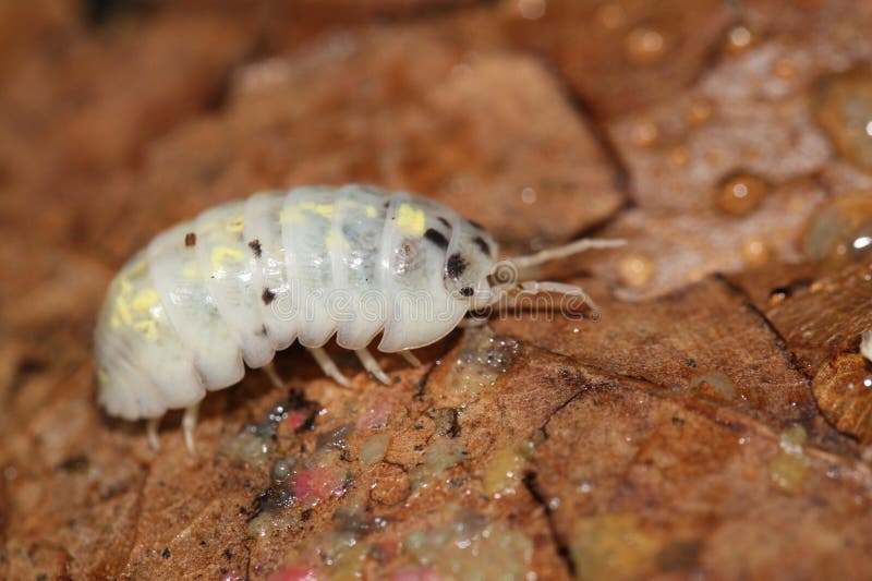 Isopods Woodlouse Pill Bugs Armadillidium Vulgare Magic Potion Stock ...