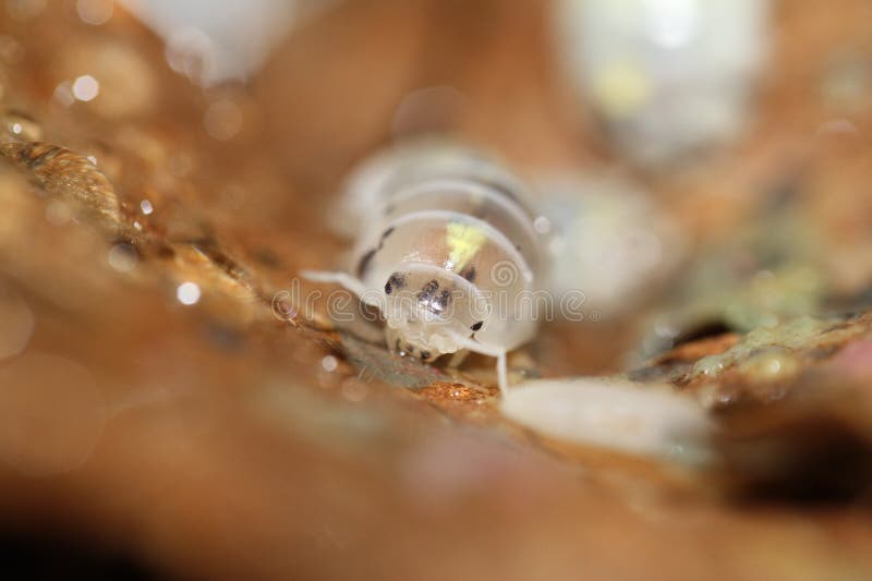 Isopods Woodlouse Pill Bugs Armadillidium Vulgare Magic Potion Stock ...