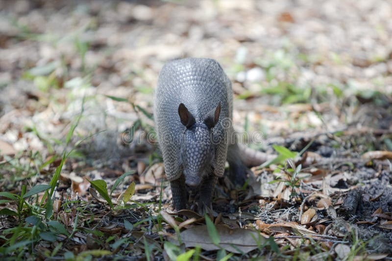 Armadillo stock photo. Image of fauna, animal, carrillo - 15034044