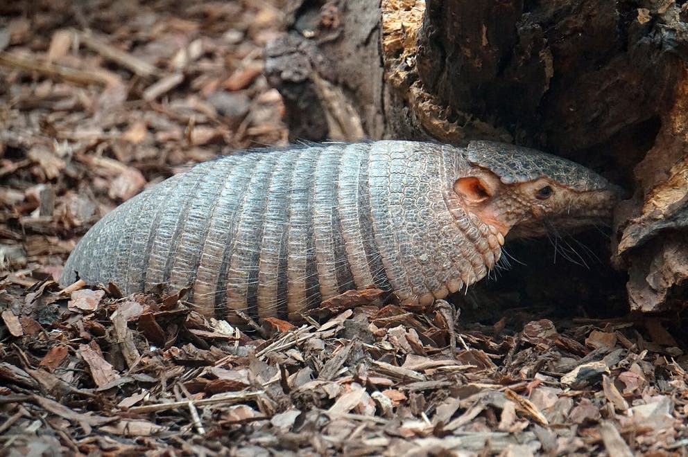 Armadillo Animal Walking on Bedding Stock Image - Image of animal ...