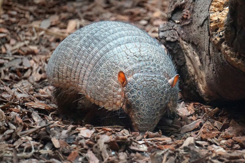 Armadillo Animal Walking on Bedding Stock Image - Image of claws ...