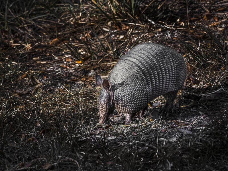 Armadillo Texture Stock Photos - Free & Royalty-Free Stock Photos from ...