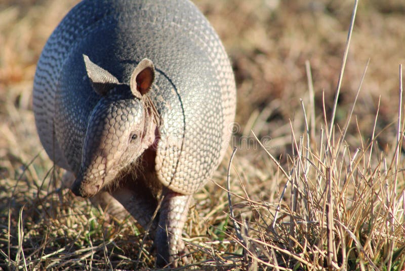 Armadillo stock image. Image of sclales, nature, wildlife - 110244231