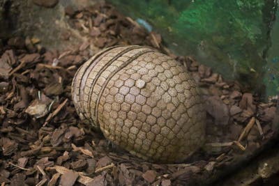 2,846 Armadillo Stock Photos - Free & Royalty-Free Stock Photos from ...