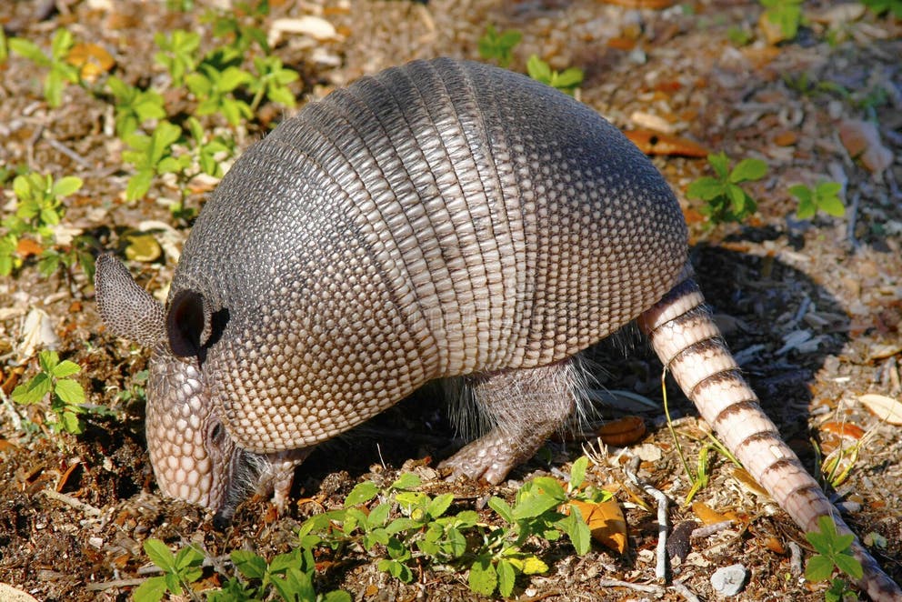 Armadillo Digging for Insects Stock Image - Image of skeleton ...
