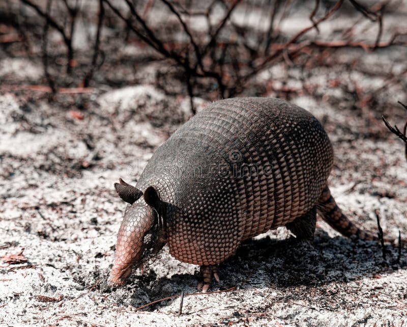Armadillo Looking for Food in the Sand Stock Photo - Image of mammal ...