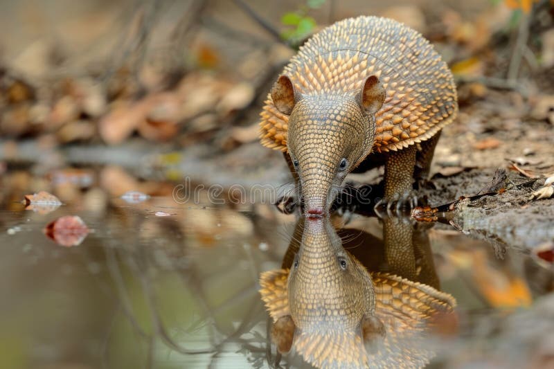 400 Armadillo Water Stock Photos - Free & Royalty-Free Stock Photos ...