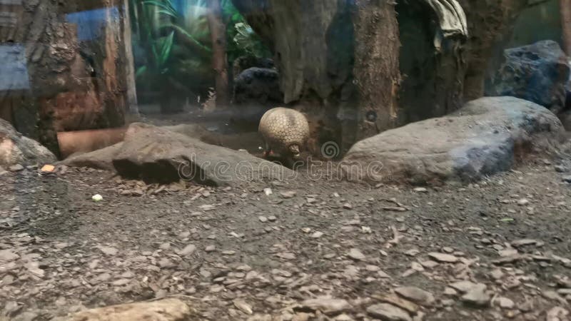 Armadillo Running Around His Territory Stock Footage - Video of shell ...