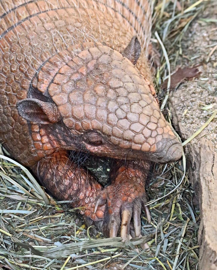 Armoured Skin Stock Photos - Free & Royalty-Free Stock Photos from ...