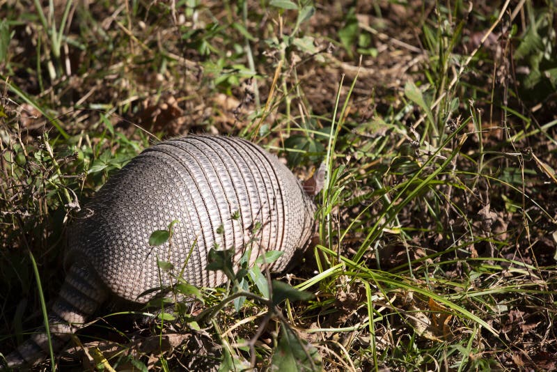 An Armadillo Foraging for Food in the Autumn Garden Stock Photo - Image ...