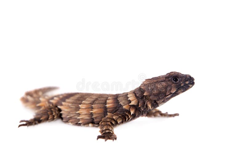 Baby Armadillo Girdled Lizard