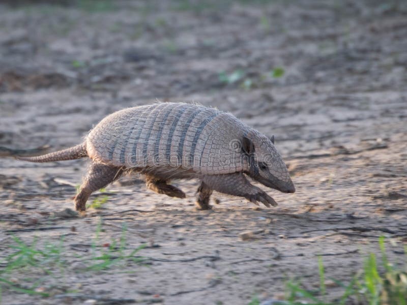 Armadillo Running Stock Photos - Free & Royalty-Free Stock Photos from ...
