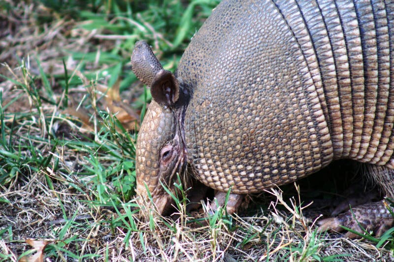 Armadillo Searching for Insects Stock Image - Image of band, armadillo ...