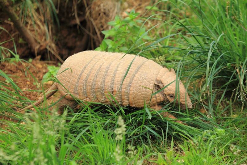 Armadillo De Seis Bandas Comiendo Fruta De Palma Imagen de archivo ...